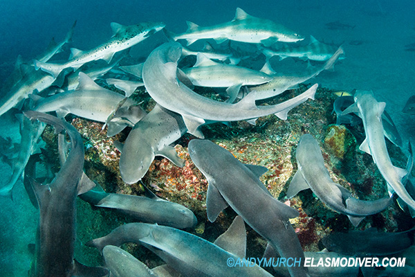 Banded Houndshark information and images of Triakis scyllium